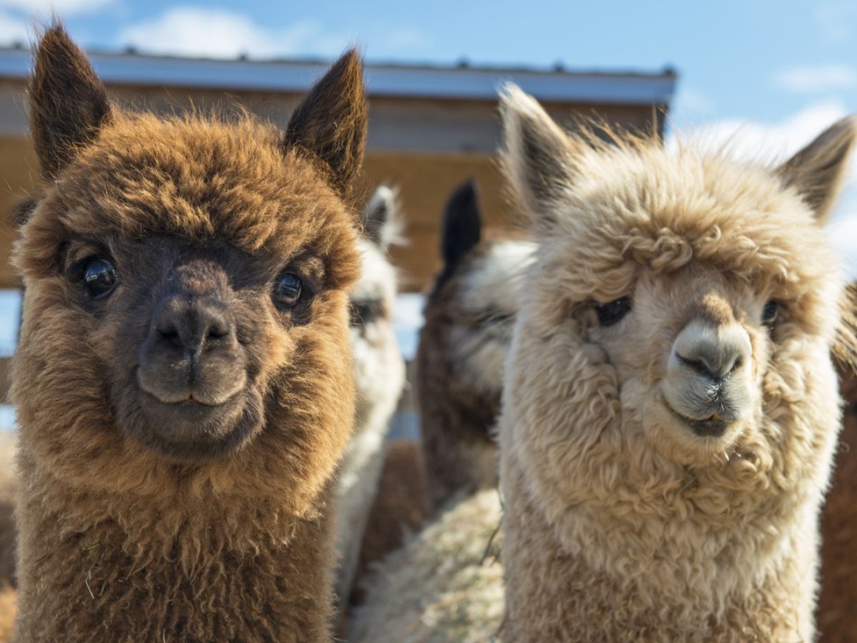 The GoldenShire Market - GoldenShire